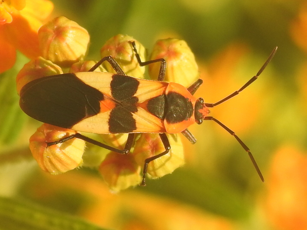 Large Milkweed Bug from Dallas, TX, USA on August 20, 2022 at 07:52 AM ...