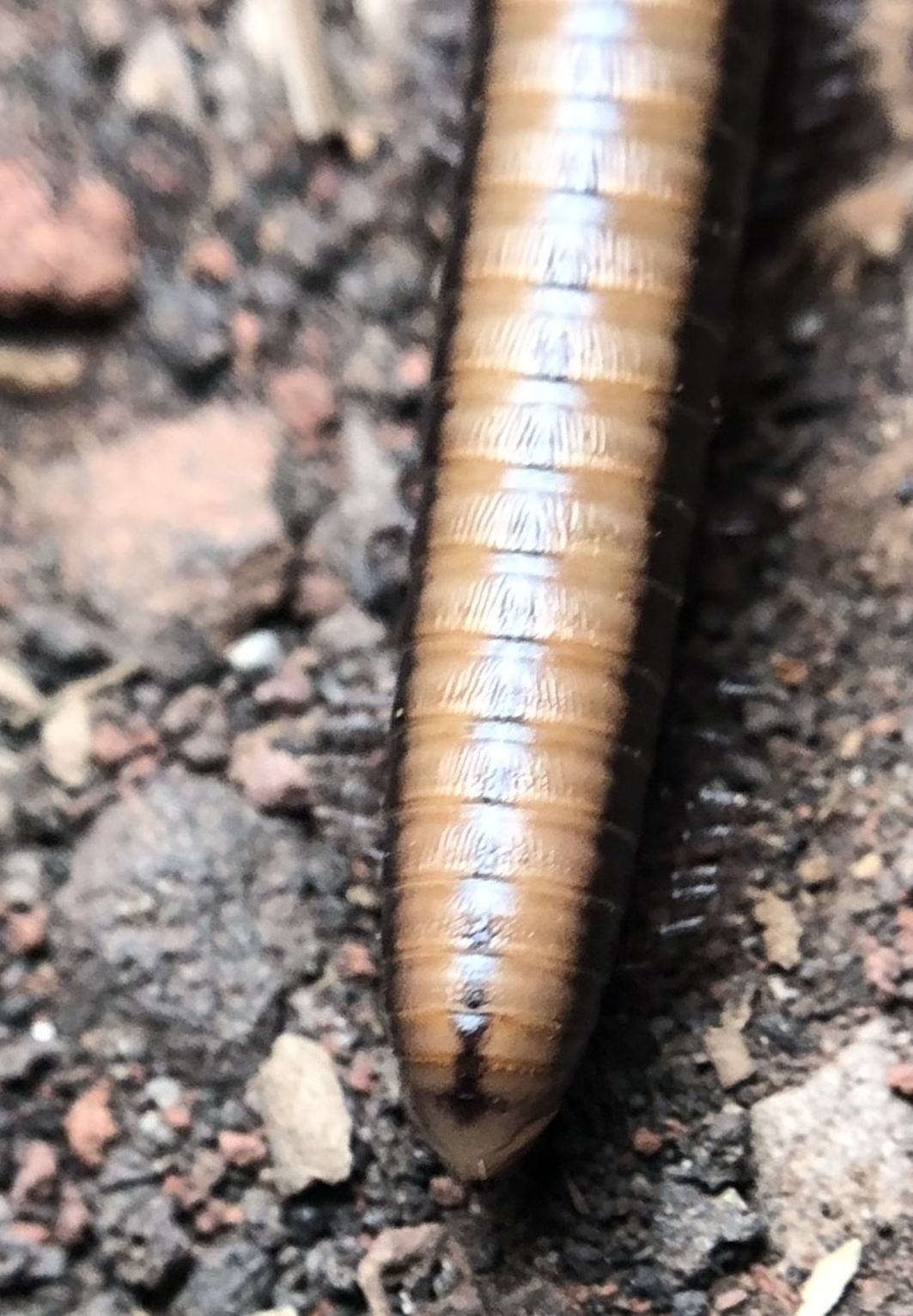 Paeromopodidae