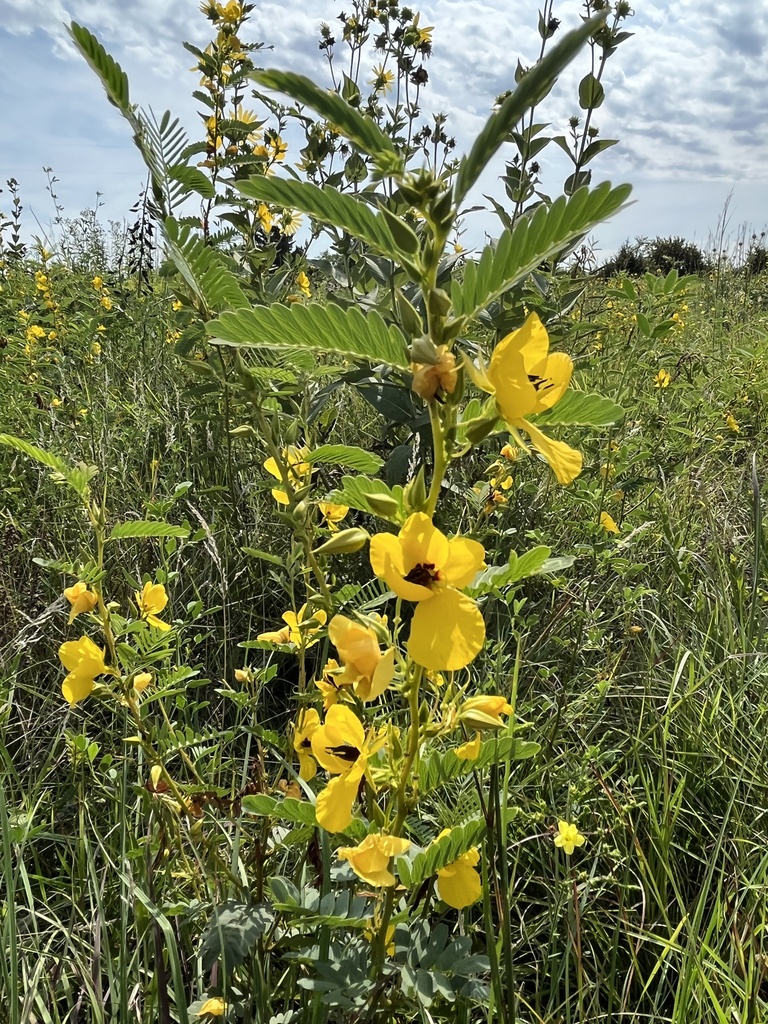 partridge pea from Coffey Rd, Sedalia, MO, US on August 15, 2022 at 10: ...