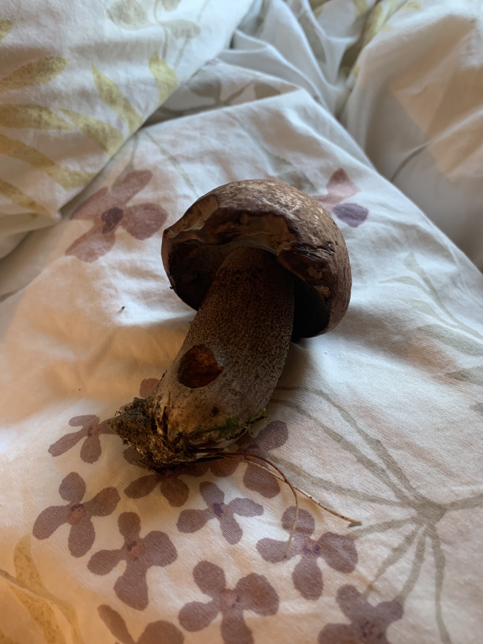 Sutorius eximius (Peck) Halling, Nuhn & Osmundson