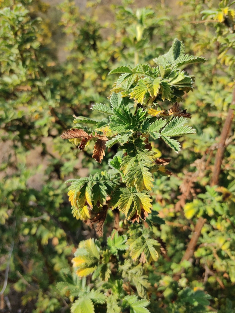 Ouhout from Thaba Chweu Local Municipality, South Africa on August 13 ...