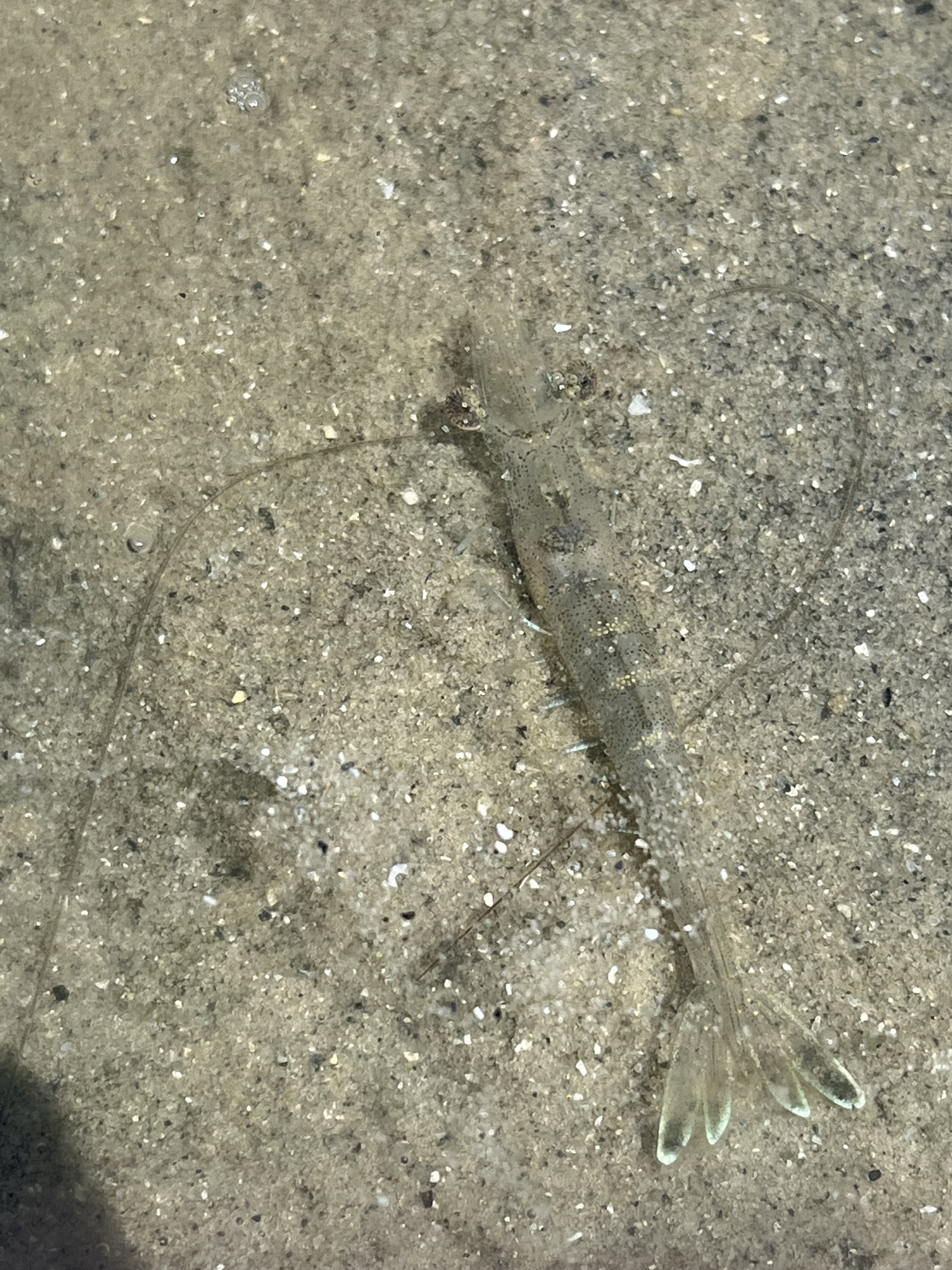 Penaeus setiferus (Linnaeus, 1767)