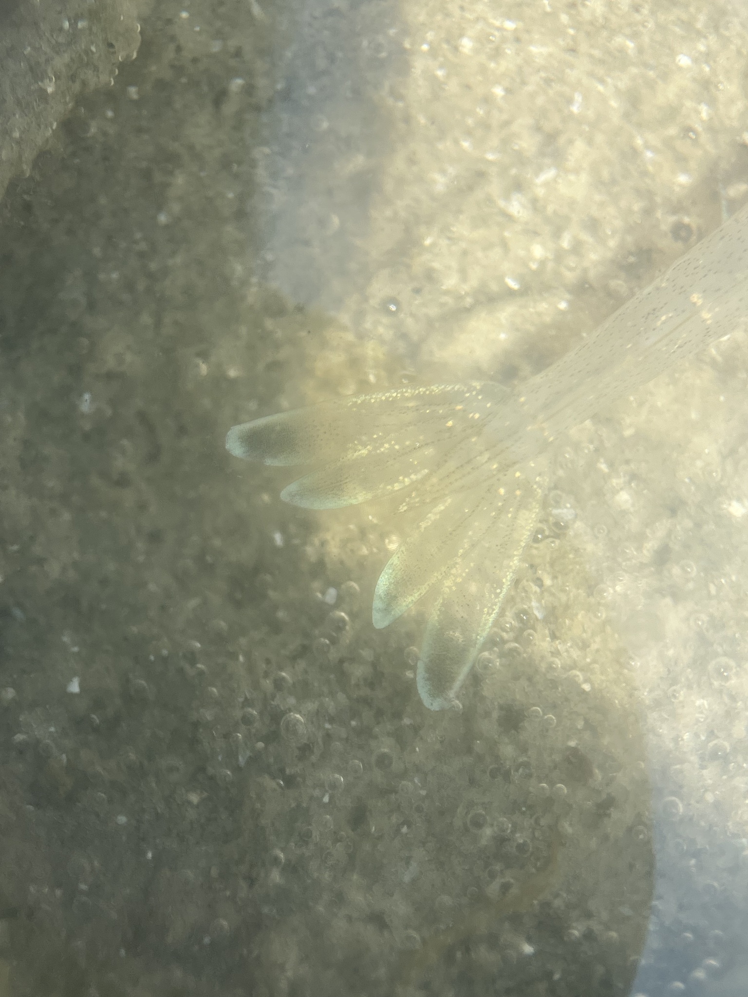 Penaeus setiferus (Linnaeus, 1767)