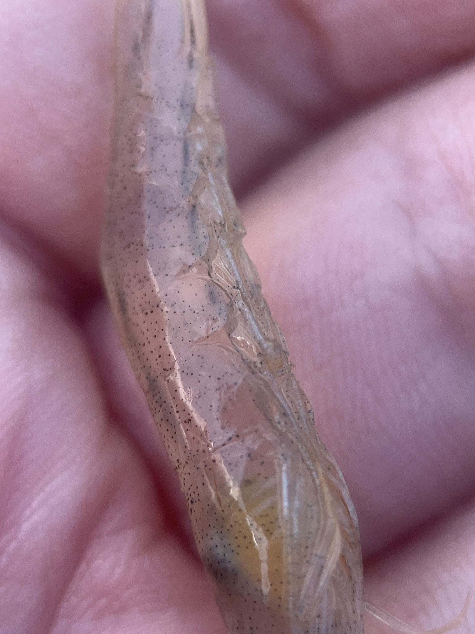 Penaeus setiferus (Linnaeus, 1767)