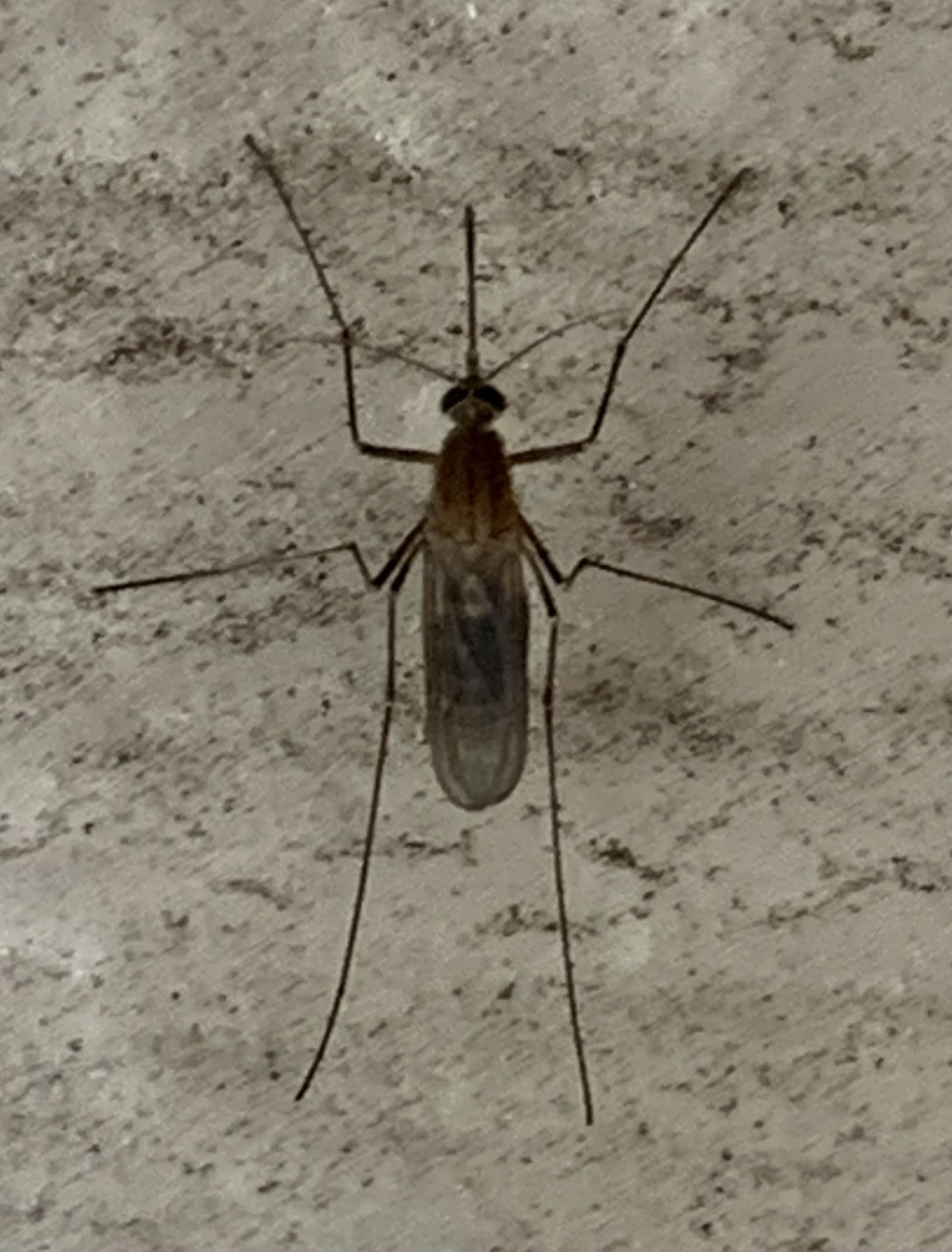 Culex pipiens Linnaeus, 1758