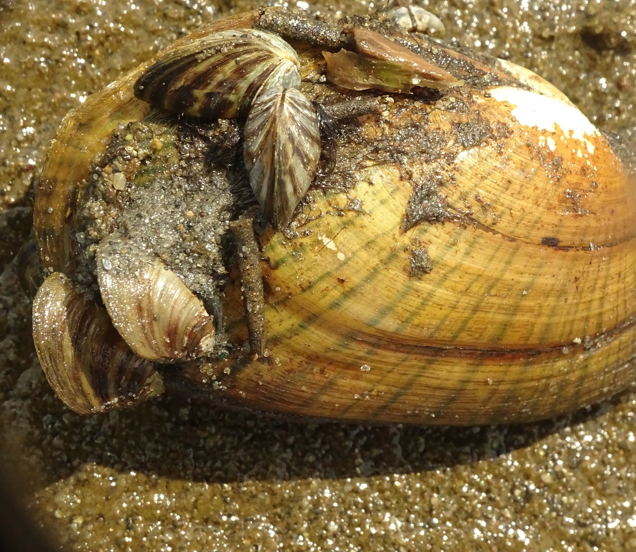 Lampsilis radiata (Gmelin, 1791)