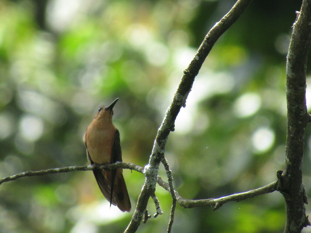 Rufous Sabrewing from Finca San Cristobal on August 20, 2022 at 09:47 ...
