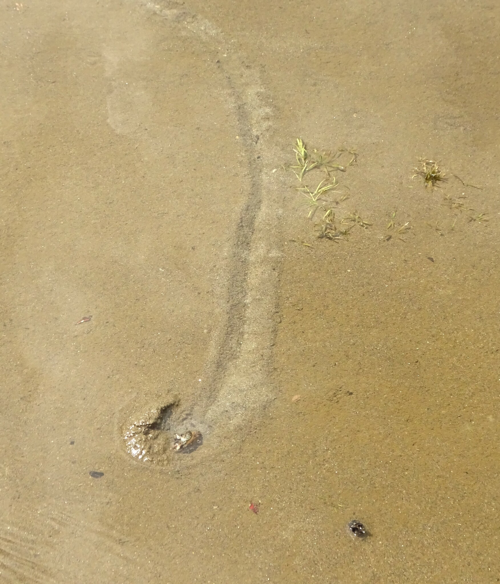 Lampsilis radiata (Gmelin, 1791)