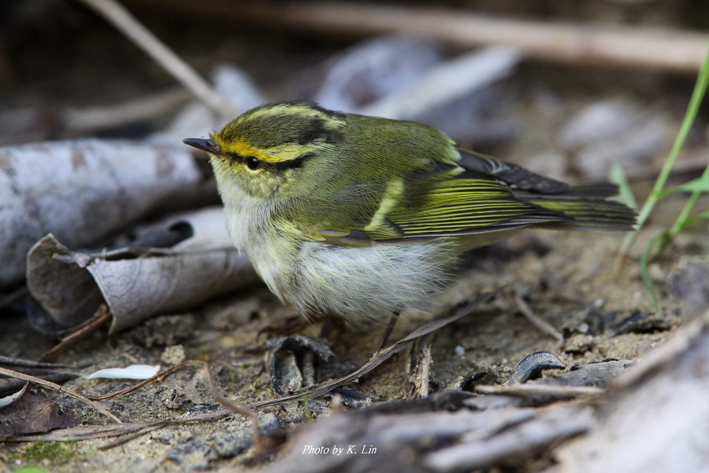 Lemon-rumped Warbler (birds of Italy part 2) · iNaturalist