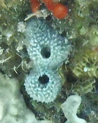 Pink Vase Sponge from Mouillage Cove, United States Virgin Islands, US ...