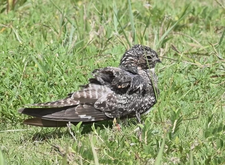 Common Nighthawk from Miami Executive Airport, Miami, FL, US on August ...