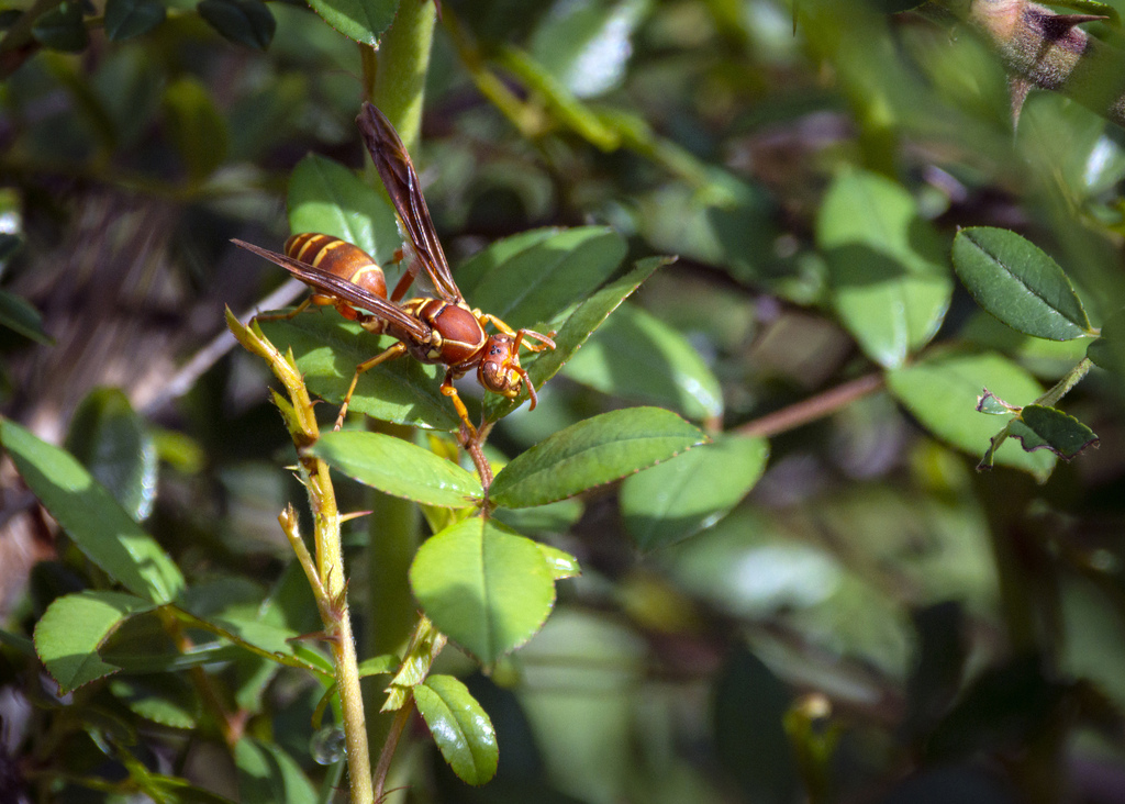 Hunter's Little Paper Wasp from Shadow Creek Ranch, Pearland, TX, USA ...