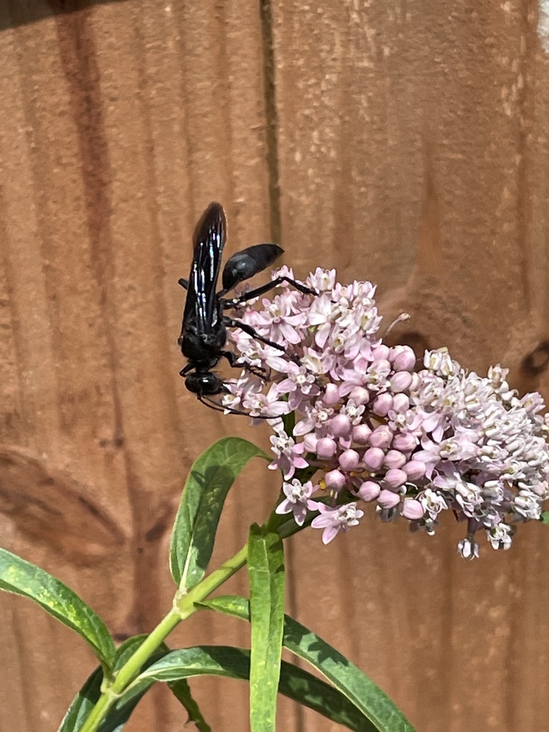 Great Black Digger Wasp from Gillham Park, Kansas City, MO, US on ...