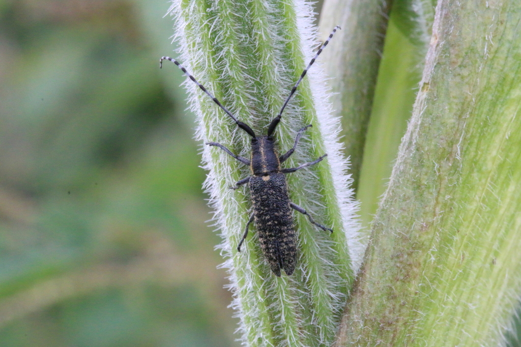 Golden-bloomed Longhorn from Oudalle, France on July 15, 2021 at 08:44 ...