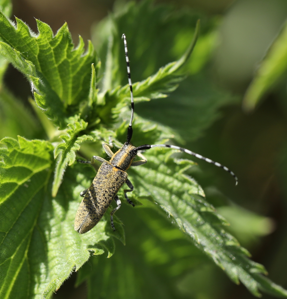 Golden-bloomed Longhorn from Oudalle, France on May 21, 2022 at 09:21 ...