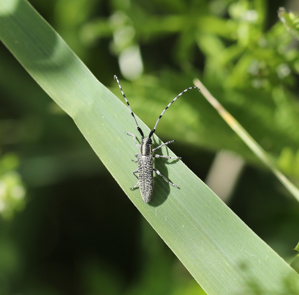 Golden-bloomed Longhorn from Oudalle, France on May 29, 2022 at 09:22 ...