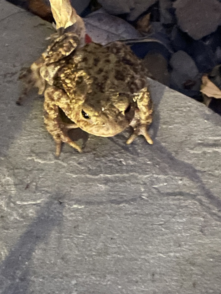 European Toad from Plain Road, Ashford, England, GB on August 20, 2022 ...