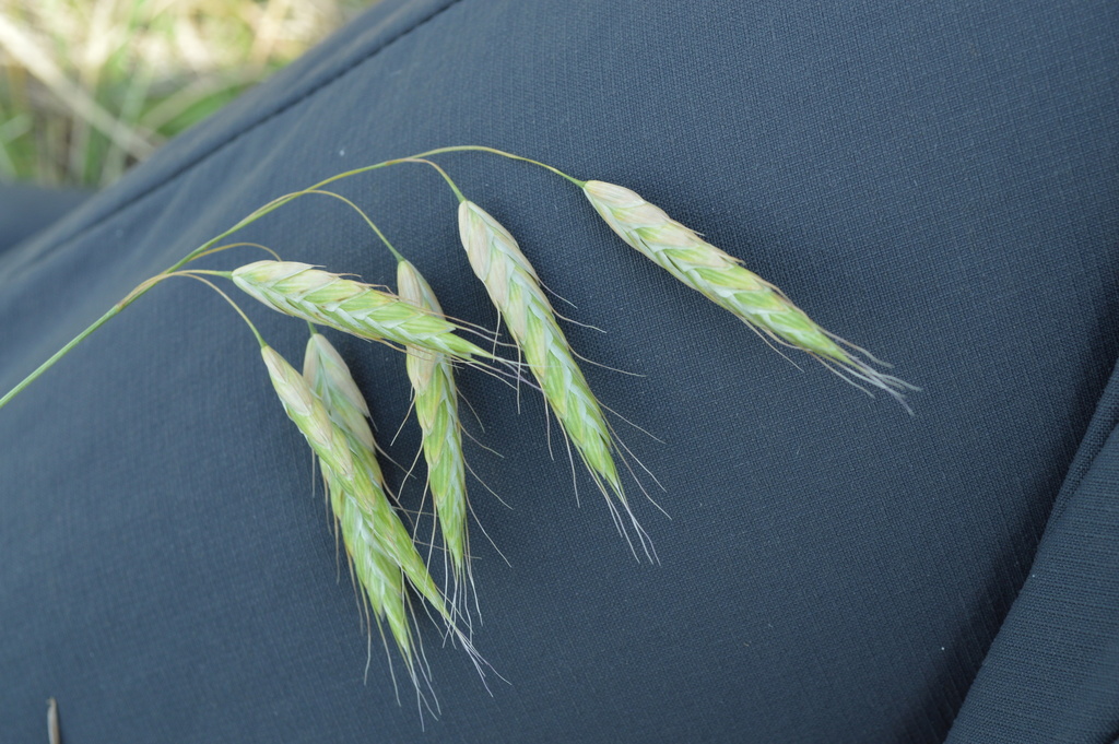 Japanese chess (Plants of Oliver Nature Park) · iNaturalist
