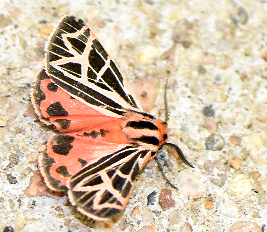 Phyllira Tiger Moth from Oshkosh, NE 69154, USA on August 10, 2022 at ...