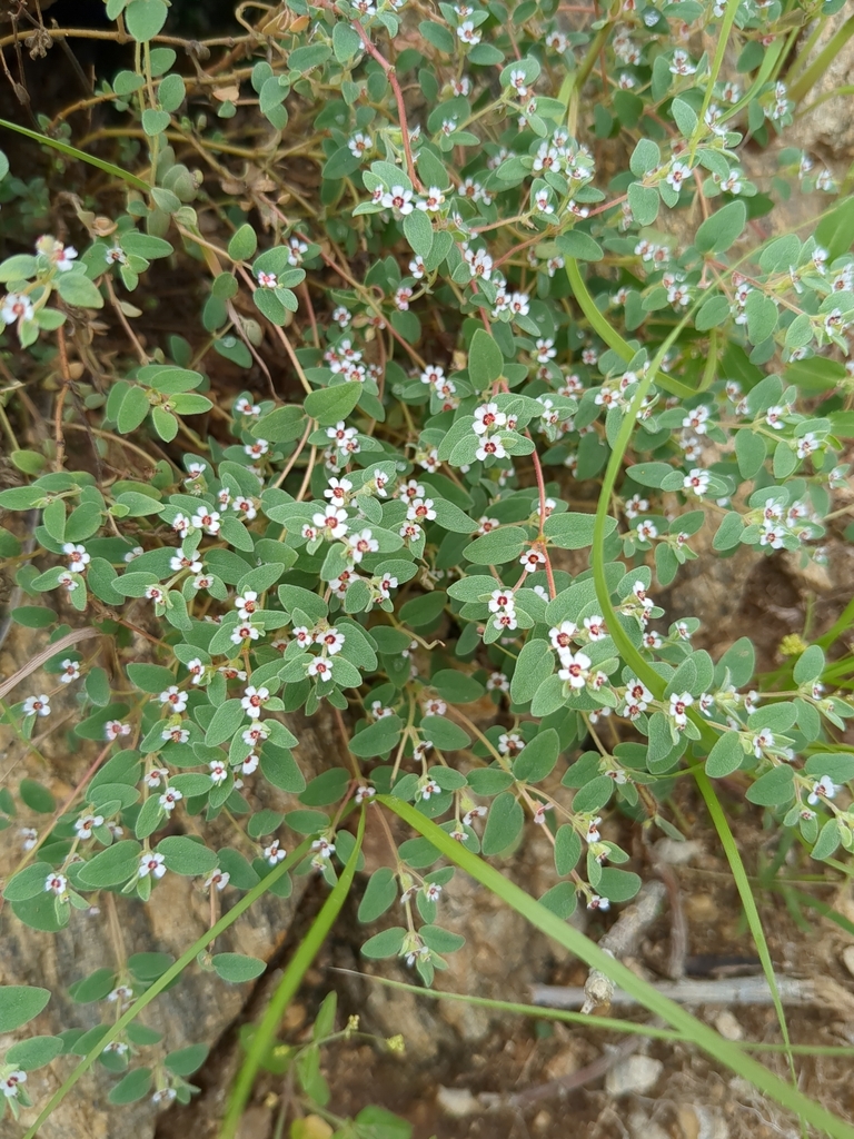 red-gland spurge from Saguaro National Park, Pima County, US-AZ, US on ...