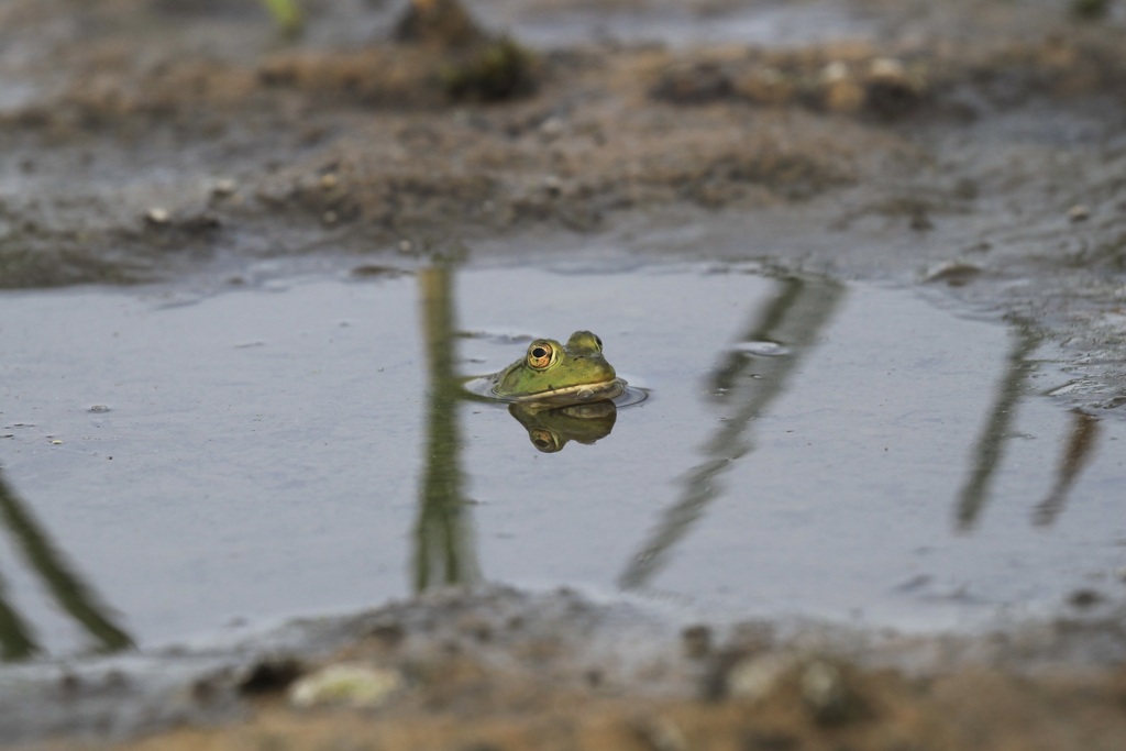 American Bullfrog from Spokane County, WA, USA on August 10, 2022 at 10 ...