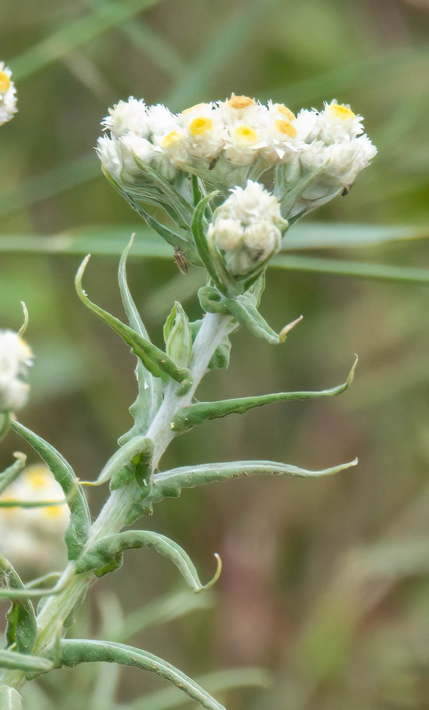 white rabbit-tobacco from Santa Cruz County, AZ, USA on August 20, 2022 ...