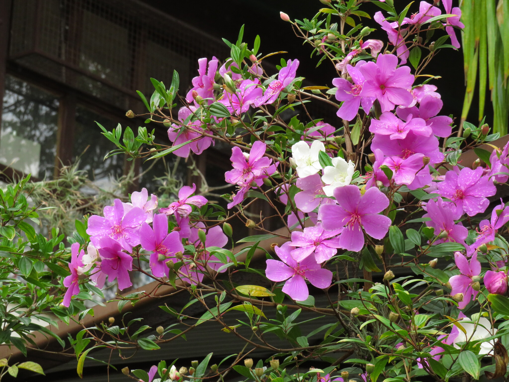 Pleroma raddianum Triana