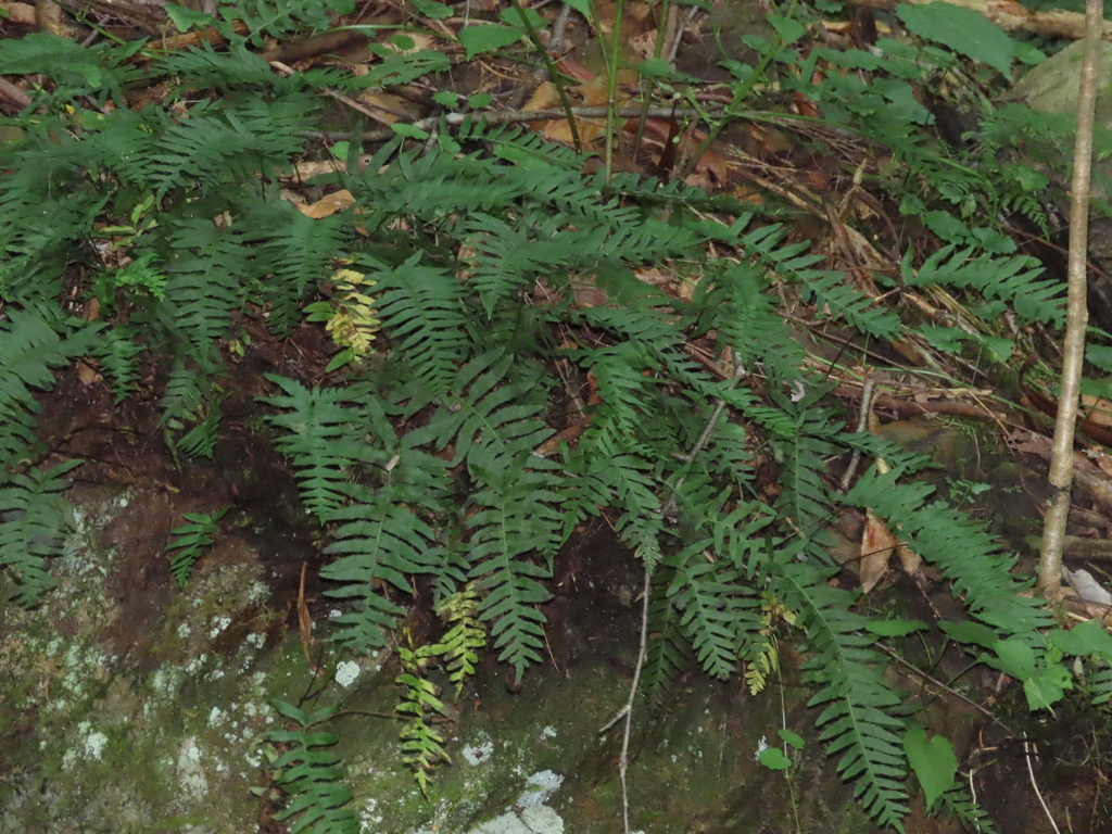 Appalachian rockcap fern from Fayette County, WV, USA on August 20 ...