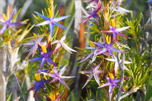 Calectasia jubilaea · iNaturalist