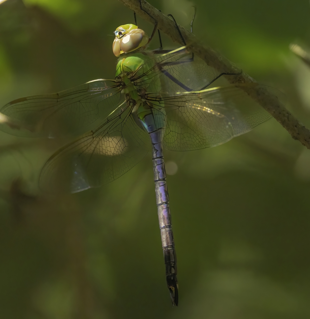 Common Green Darner from 12201 Prosperity Farms Rd, Palm Beach Gardens ...