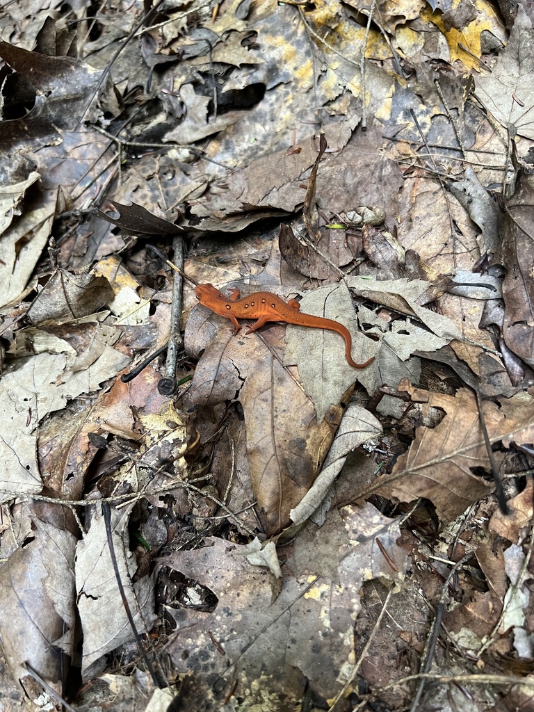 Eastern Newt from Mammoth Cave National Park, Mammoth Cave, KY, US on ...