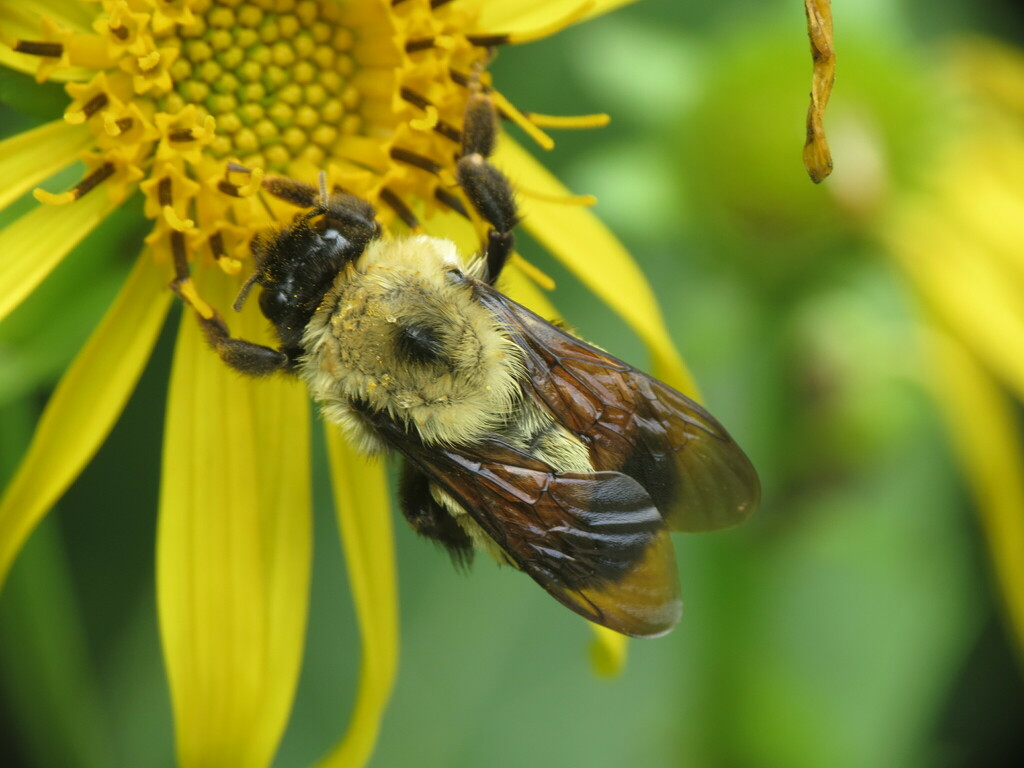 Rusty-patched Bumble Bee in August 2022 by wmct276. Large bee Black ...