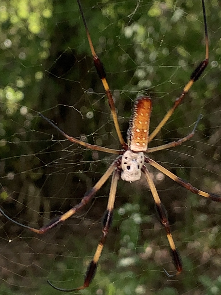 Golden Silk Spider from SH-332, Lake Jackson, TX, US on August 18, 2022 ...