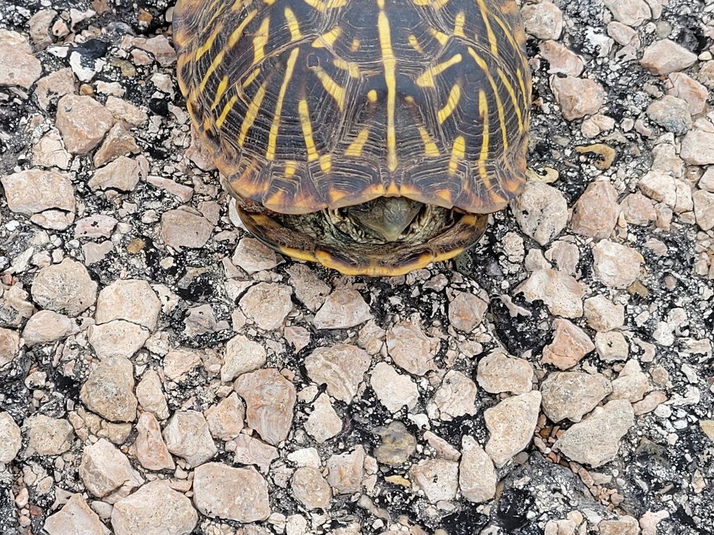 Plains Box Turtle from Goodwell, OK 73939, USA on August 20, 2022 at 04 ...