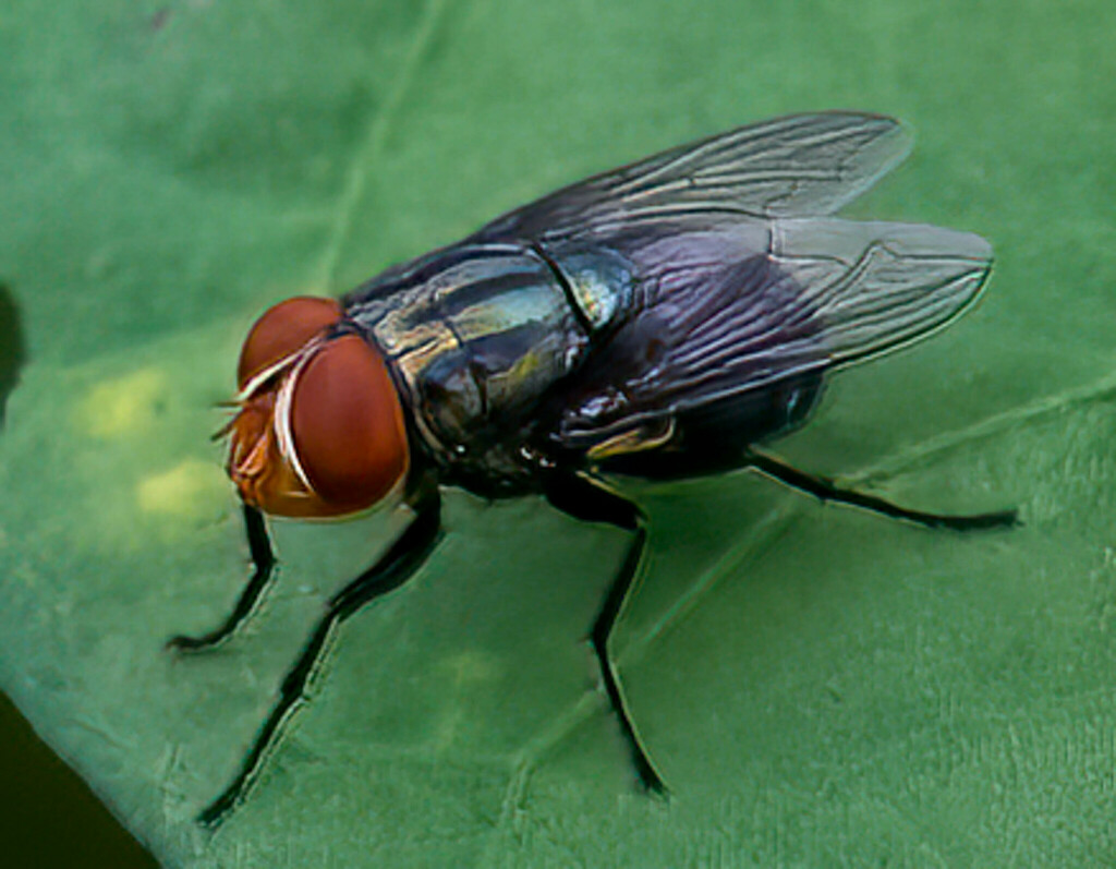 Secondary Screwworm Fly from Townville, SC 29689, USA on August 20 ...