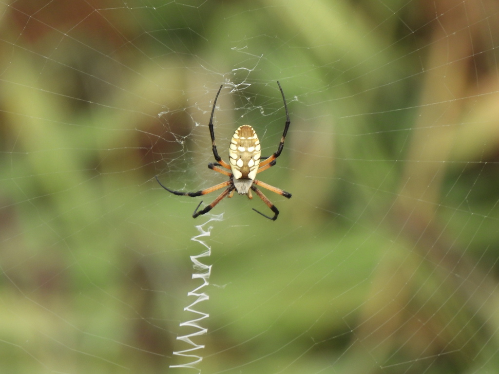 Yellow Garden Spider from Fort Worth, TX, USA on August 20, 2022 at 08: ...