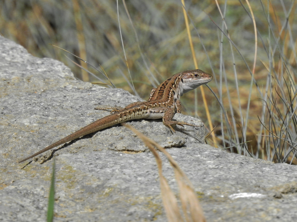 Italian Wall Lizard from Parque das Nações, Lisboa, Portugal on August ...