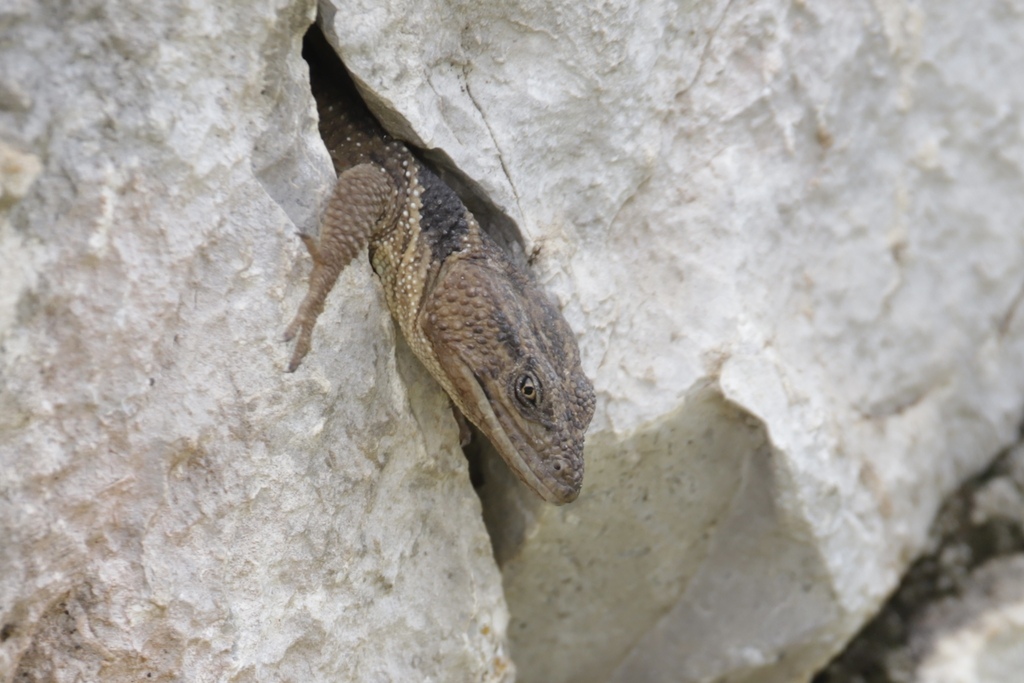 Flathead Knob-scaled Lizard from 89780 Alta Cima, Tamaulipas, Mexico on ...