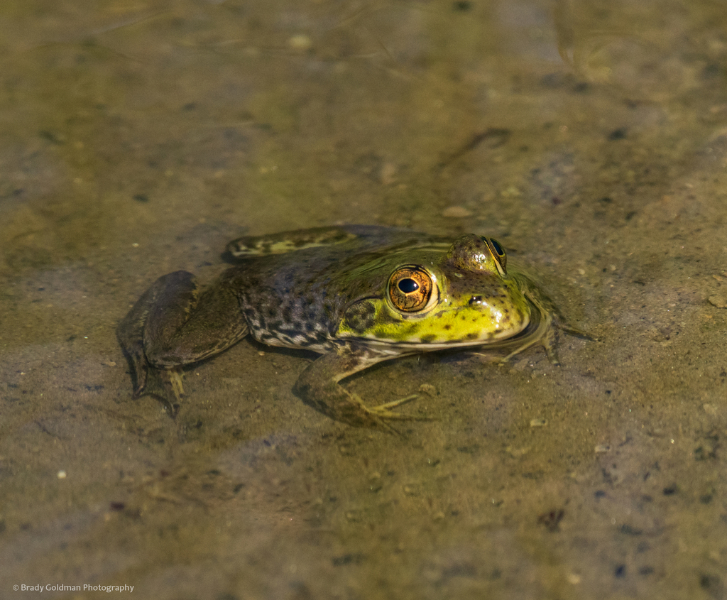 American Bullfrog from Lake Balboa, Los Angeles, CA, USA on August 20 ...