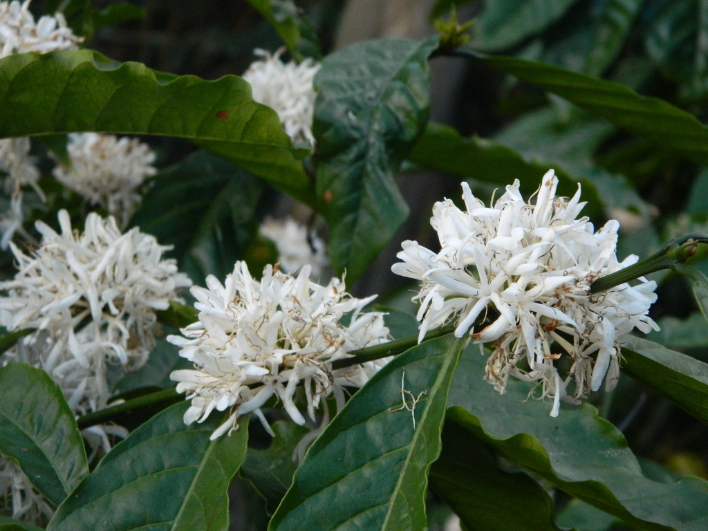Cafeto (Guía de la Flora del Parque Nacional Cofre de Perote) · iNaturalist