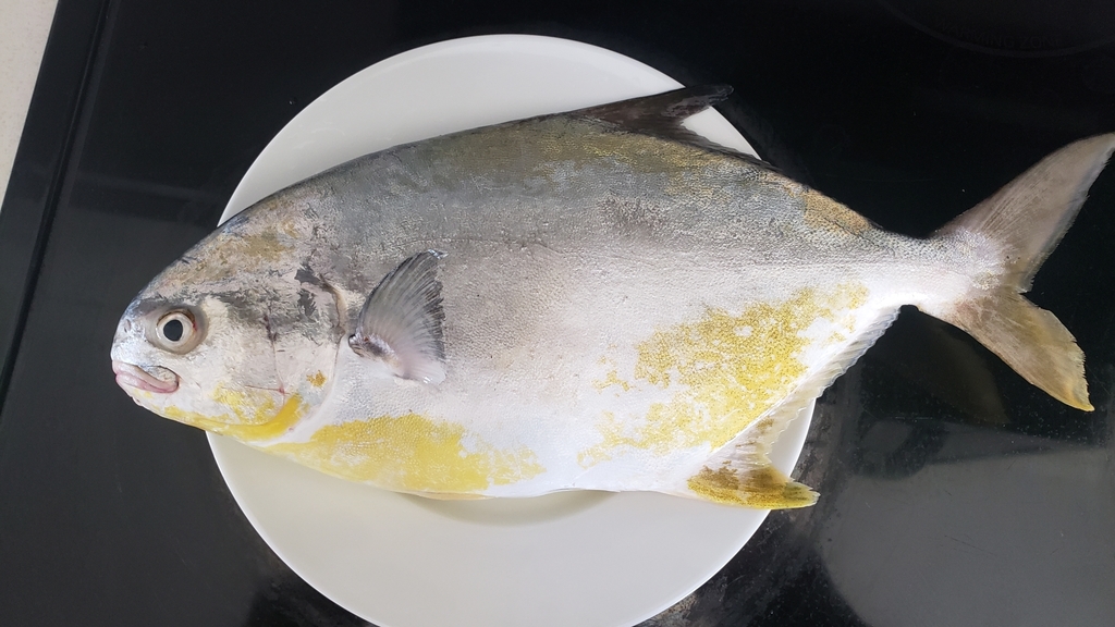 Florida Pompano from Edisto Beach, SC, USA on August 20, 2022 at 05:53 ...