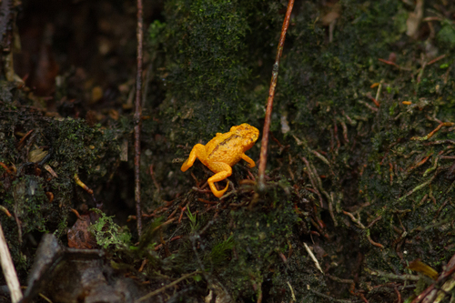 Morro Prumirim Flea Toad (Brachycephalus guarani) · iNaturalist United ...