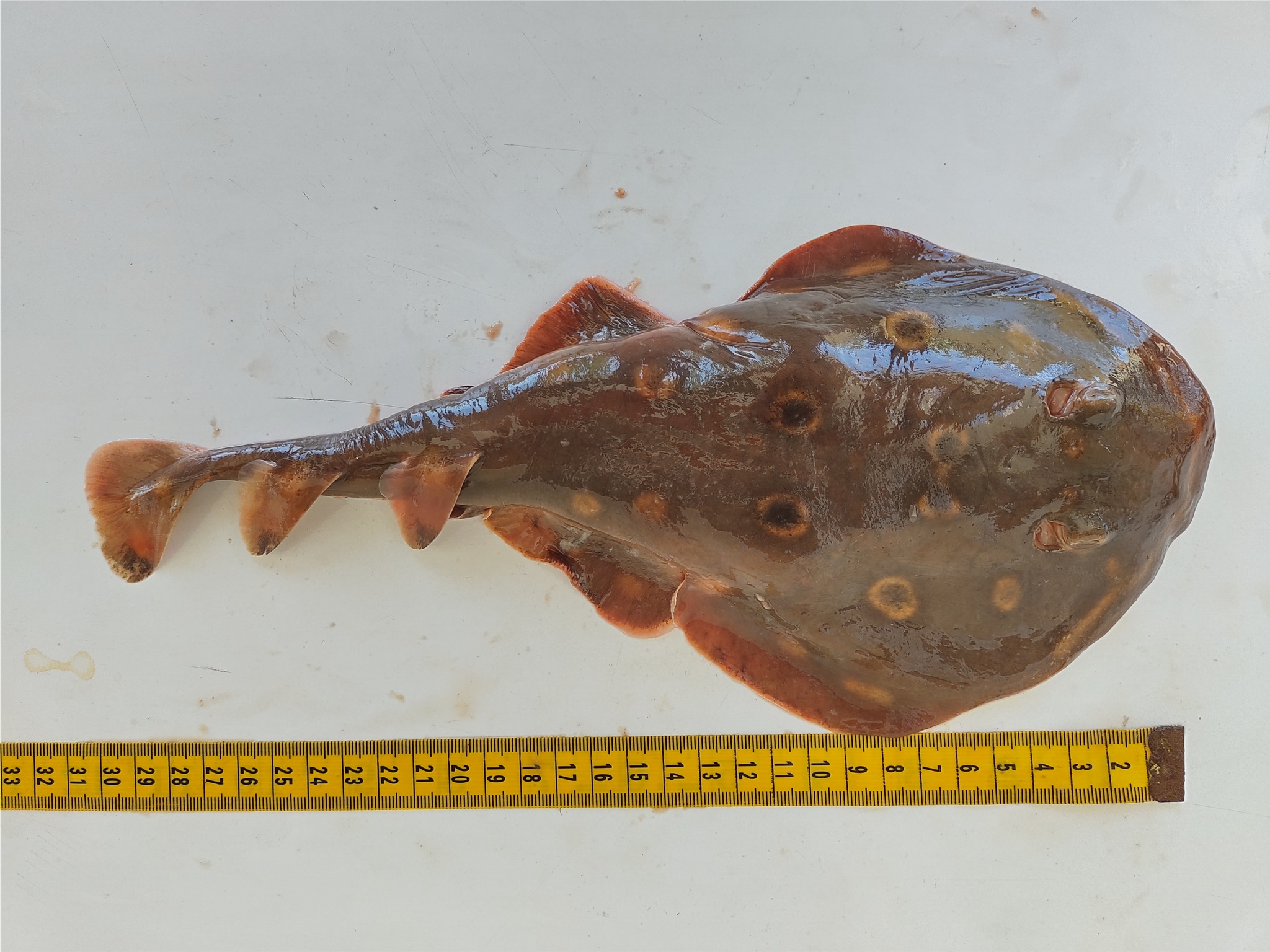 Narcine entemedor Jordan & Starks, 1895