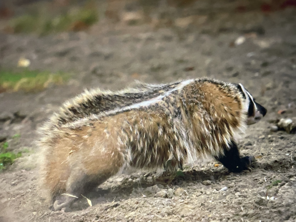 American Badger from Rio Grande City, TX, US on August 20, 2022 at 05: ...