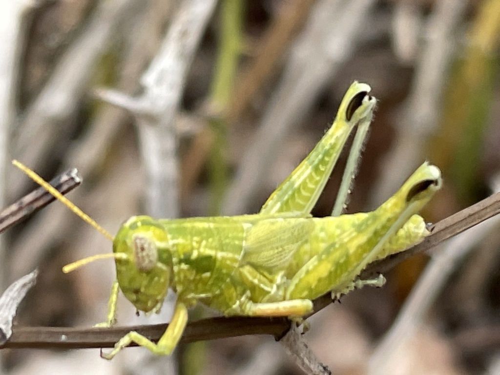 Fuzzy Olive-Green Grasshopper from Hereford St, Glen Rose, TX, US on ...