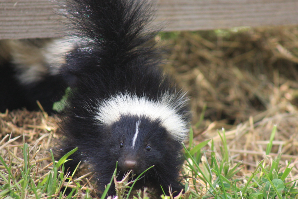 Eastern Striped Skunk (Mephitis mephitis nigra) - Know Your Mammals