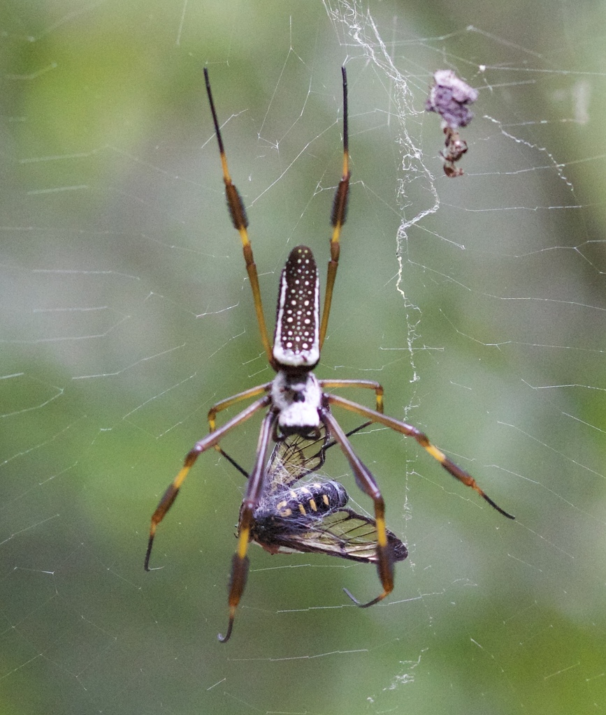 Golden Silk Spider from Diego Martin Regional Corporation, Trinidad and ...