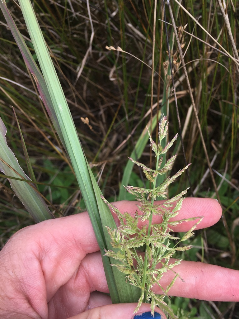 redtop panicgrass from Fayetteville, AR 72704, USA on August 20, 2022 ...