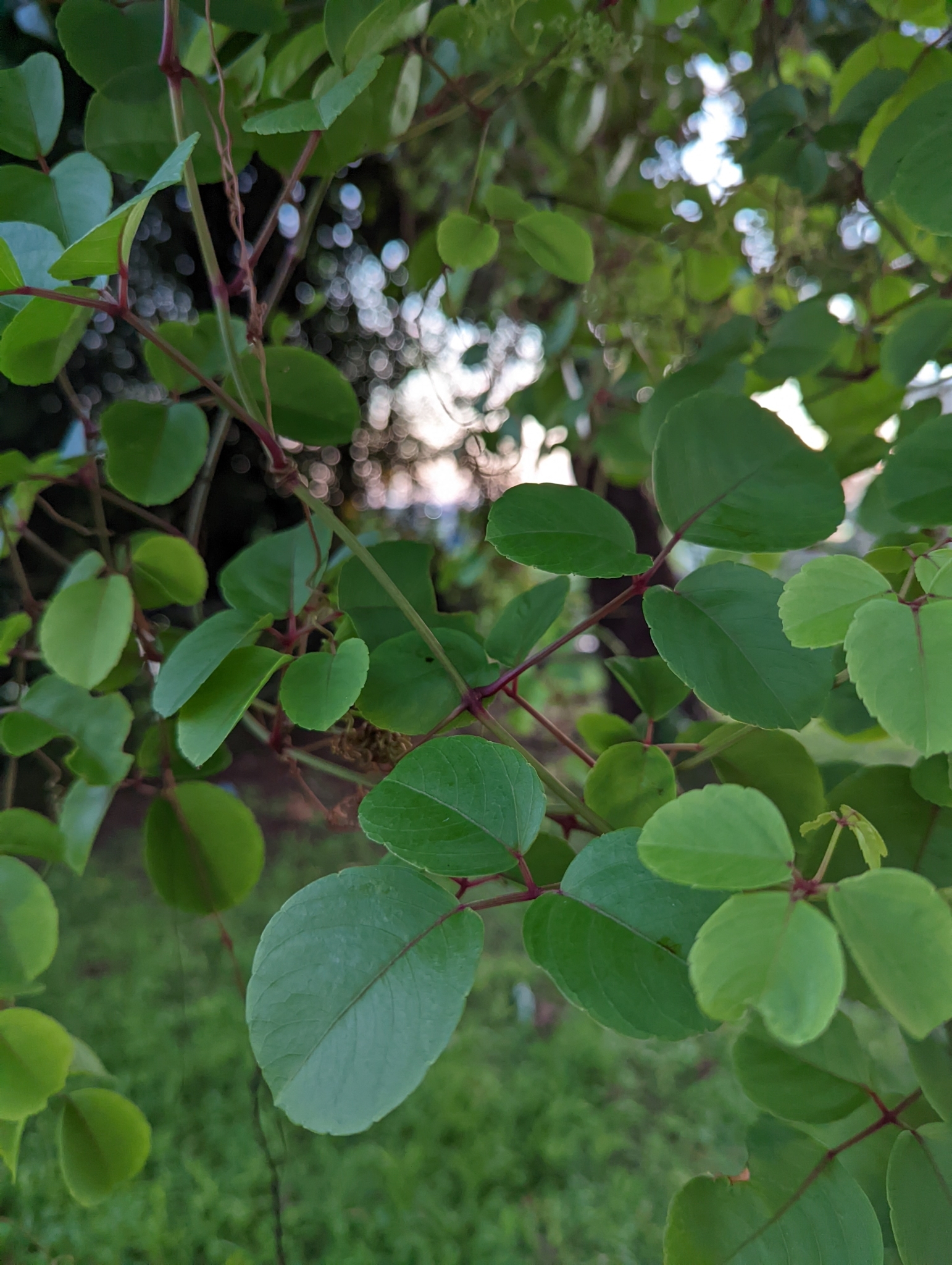 Causonis trifolia (L.) Mabb. & J.Wen