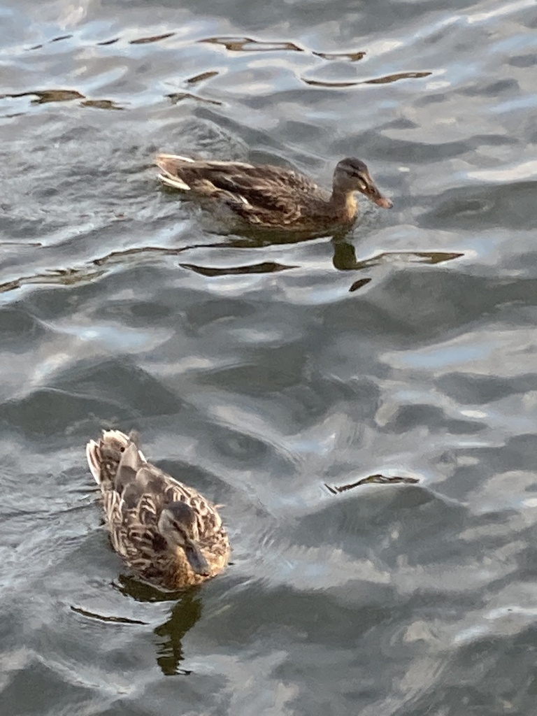 Mallard from Chicago Ave, South Haven, MI, US on August 20, 2022 at 07: ...